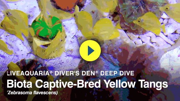 Get Cultured with Biota Marine Life Nursery | Reef2Reef