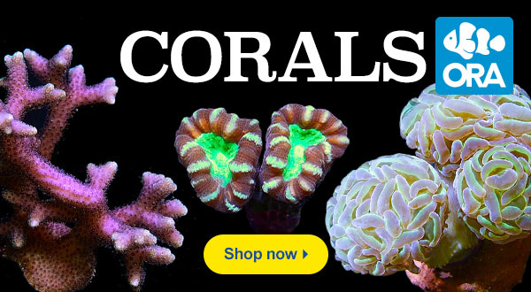 Stock Smarter with ORA® Oceans, Reefs & Aquariums | Reef2Reef