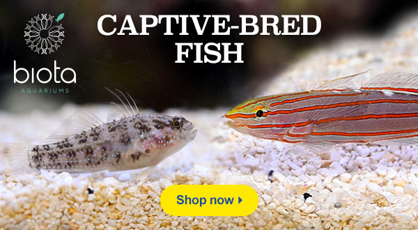 Get Cultured with Biota Marine Life Nursery | Reef2Reef